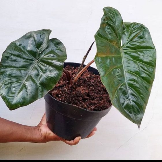 33 Jenis Bunga Keladi, Nama, dan Harganya - Best Seller Gramedia