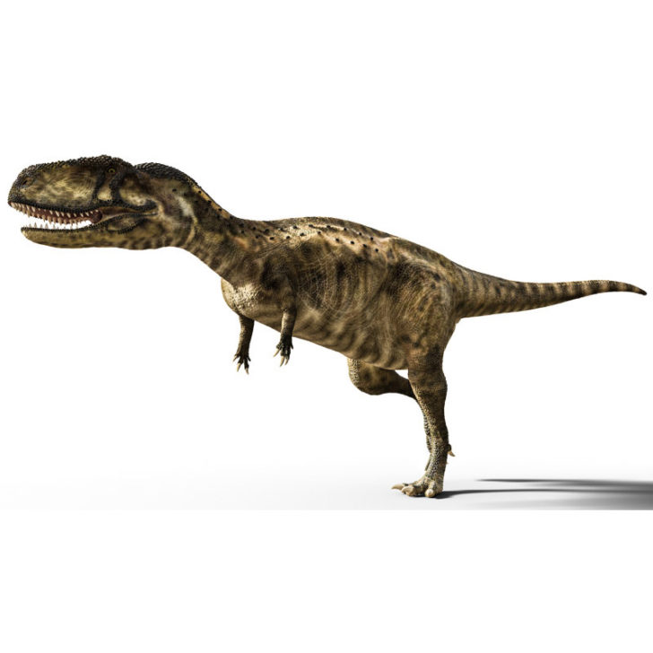 Mengenal Jenis Dinosaurus yang Pernah Hidup Di Dunia - Gramedia