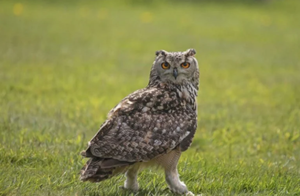 14 Jenis Burung Hantu Dan Ciri-Ciri Lengkapnya - Best Seller Gramedia