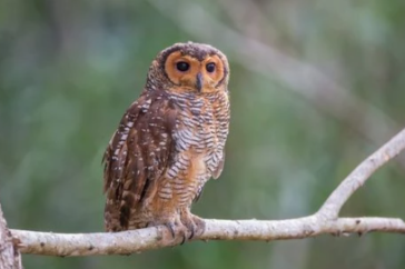 14 Jenis Burung Hantu Dan Ciri-Ciri Lengkapnya - Best Seller Gramedia