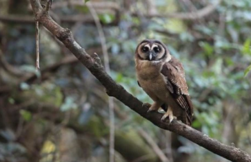 14 Jenis Burung Hantu Dan Ciri-Ciri Lengkapnya - Best Seller Gramedia