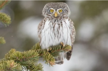 14 Jenis Burung Hantu Dan Ciri-Ciri Lengkapnya - Best Seller Gramedia