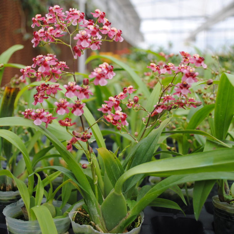 Cara Merawat Anggrek Mudah Untuk Pemula - Best Seller Gramedia