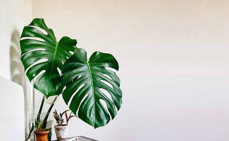 12 Jenis Tanaman Monstera, Tanaman Hias Yang Estetik - Gramedia