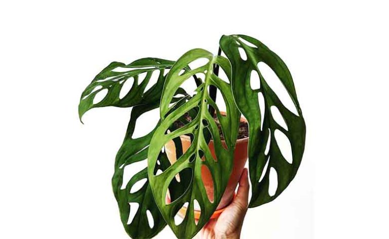 12 Jenis Tanaman Monstera, Tanaman Hias Yang Estetik - Gramedia