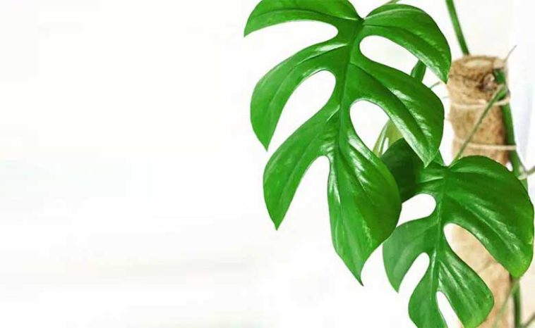 12 Jenis Tanaman Monstera, Tanaman Hias Yang Estetik - Gramedia