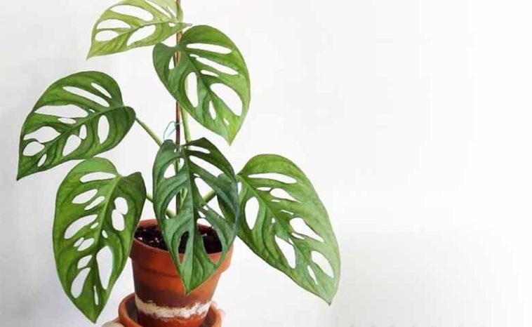 12 Jenis Tanaman Monstera, Tanaman Hias Yang Estetik - Gramedia