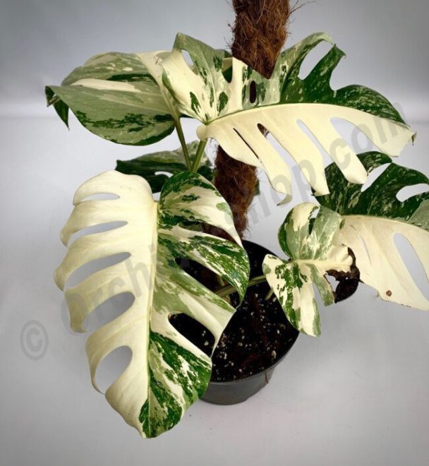 12 Jenis Tanaman Monstera, Tanaman Hias Yang Estetik - Gramedia