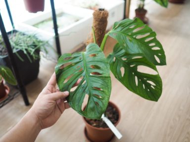 12 Jenis Tanaman Monstera, Tanaman Hias Yang Estetik - Gramedia
