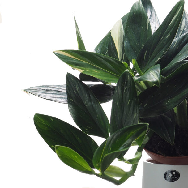 12 Jenis Tanaman Monstera, Tanaman Hias Yang Estetik - Gramedia