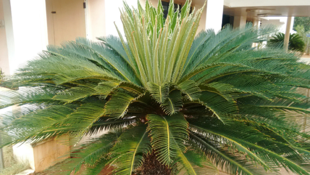 10+ Jenis Tanaman Pakis dan Manfaatnya Bagi Kesehatan - Gramedia