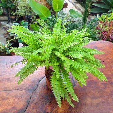 10+ Jenis Tanaman Pakis dan Manfaatnya Bagi Kesehatan - Gramedia