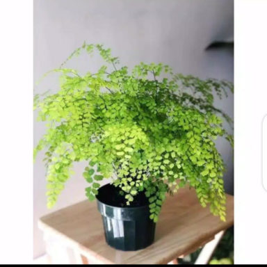 10+ Jenis Tanaman Pakis dan Manfaatnya Bagi Kesehatan - Gramedia