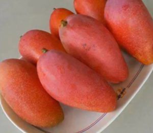 10+ Ragam Jenis Mangga Lokal dan Manca Negara - Gramedia