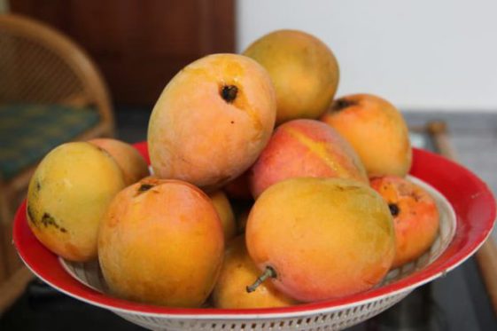 10+ Ragam Jenis Mangga Lokal dan Manca Negara - Gramedia