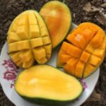 10+ Ragam Jenis Mangga Lokal dan Manca Negara - Gramedia