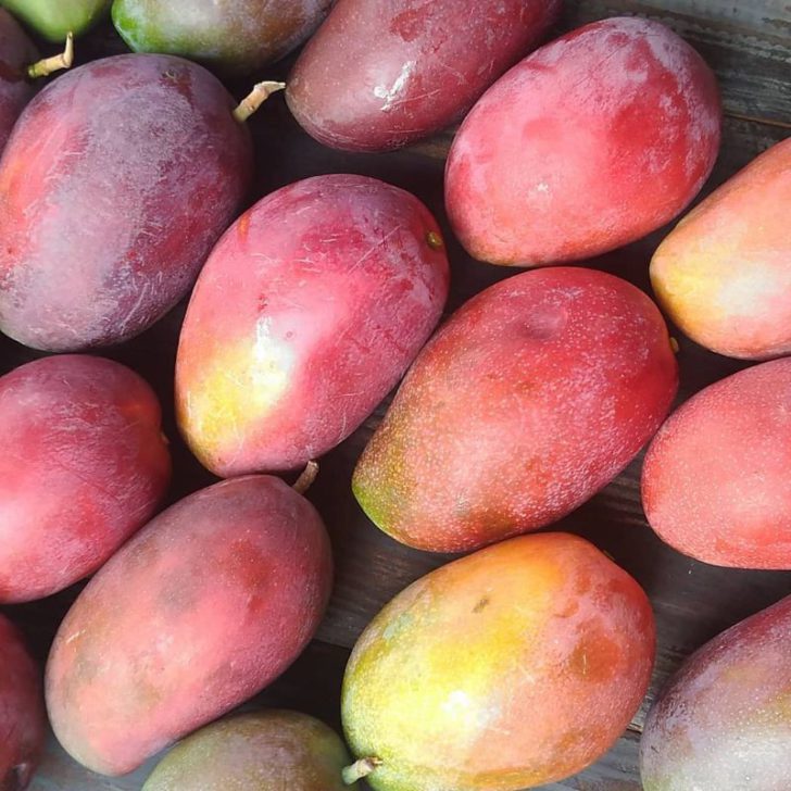10+ Ragam Jenis Mangga Lokal dan Manca Negara - Gramedia
