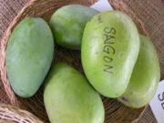 10+ Ragam Jenis Mangga Lokal dan Manca Negara - Gramedia