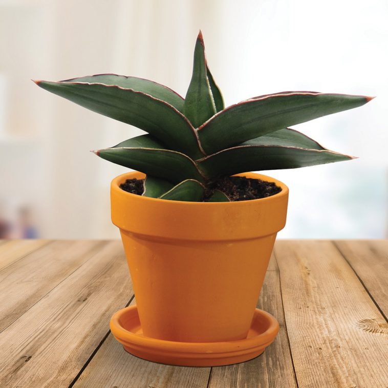 14 Jenis Tanaman Lidah Mertua Terlengkap - Best Seller Gramedia