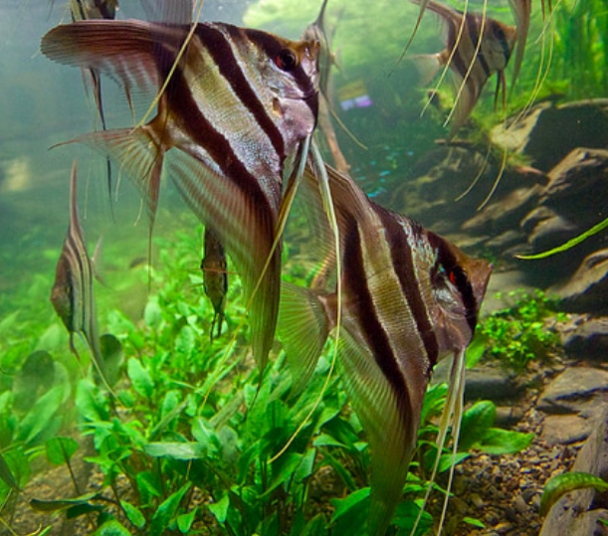 21 Jenis Ikan Hias Aquarium Paling Cantik - Best Seller Gramedia