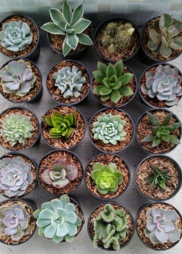 Cara Merawat Sukulen Agar Subur dan Tidak Mudah Busuk - Gramedia