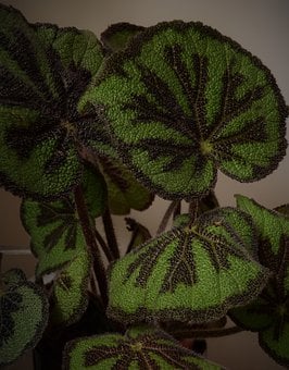 10 Jenis Tanaman Begonia yang Cocok Dijadikan Penghias Ruangan