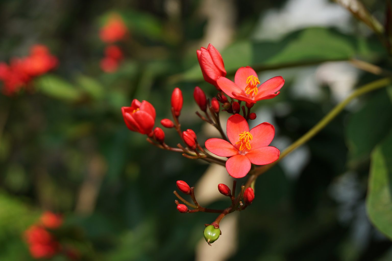 10 Jenis Tanaman Begonia yang Cocok Dijadikan Penghias Ruangan
