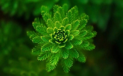 Macam-macam Warna Hijau - Best Seller Gramedia