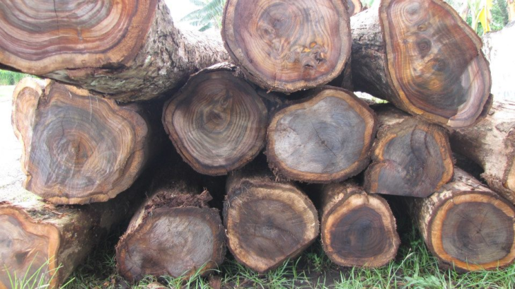 Kayu Sonokeling: Pengertian, Manfaat, Ciri, dan Contohnya - Gramedia