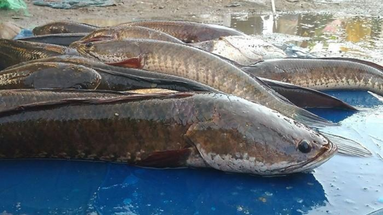 7 Jenis Ikan Paling Menguntungkan Untuk Dibudidaya