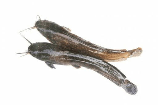 Ciri-Ciri dan Karakteristik Ikan Lele Juga Manfaatnya - Best Seller ...