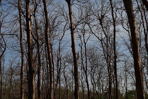 Kayu Jati Belanda: Asal-Usul, Kelebihan, dan Kekurangannya