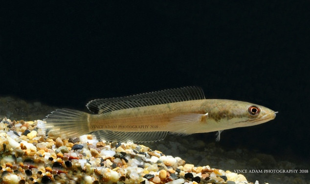 Mengenal Jenis Ikan Channa Atau Gabus dan Tips Merawatnya