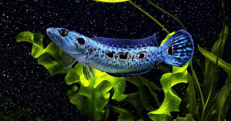 Mengenal Jenis Ikan Channa Atau Gabus dan Tips Merawatnya