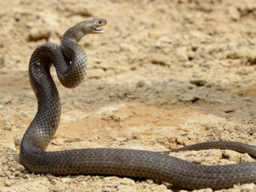 10 Ular Paling Berbisa di Dunia dan Fakta Uniknya - Best Seller Gramedia