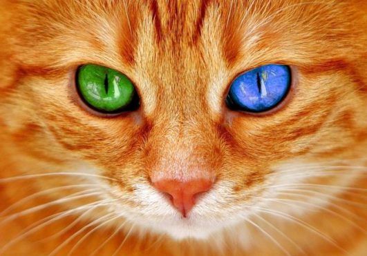 Kucing Odd Eye: Ciri Fisik, Harga, Cara Perawatan, dan Fakta Uniknya