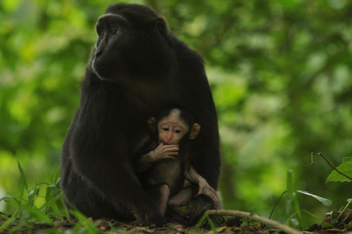 Daftar Hewan Buas di Indonesia dan Dunia yang Sudah Terancam Punah