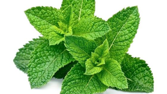 Apa Itu Tanaman Obat: Sejarah, Jenis-jenis, dan Manfaatnya