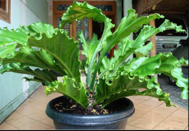 28 Jenis Tanaman Hias Daun Populer & Tips Perawatan - Gramedia.com