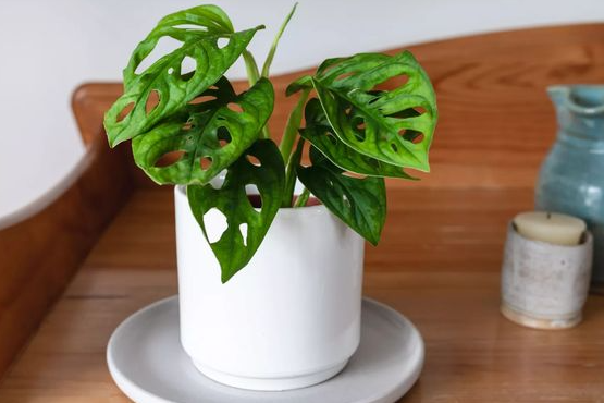 28 Jenis Tanaman Hias Daun Populer & Tips Perawatan - Gramedia.com