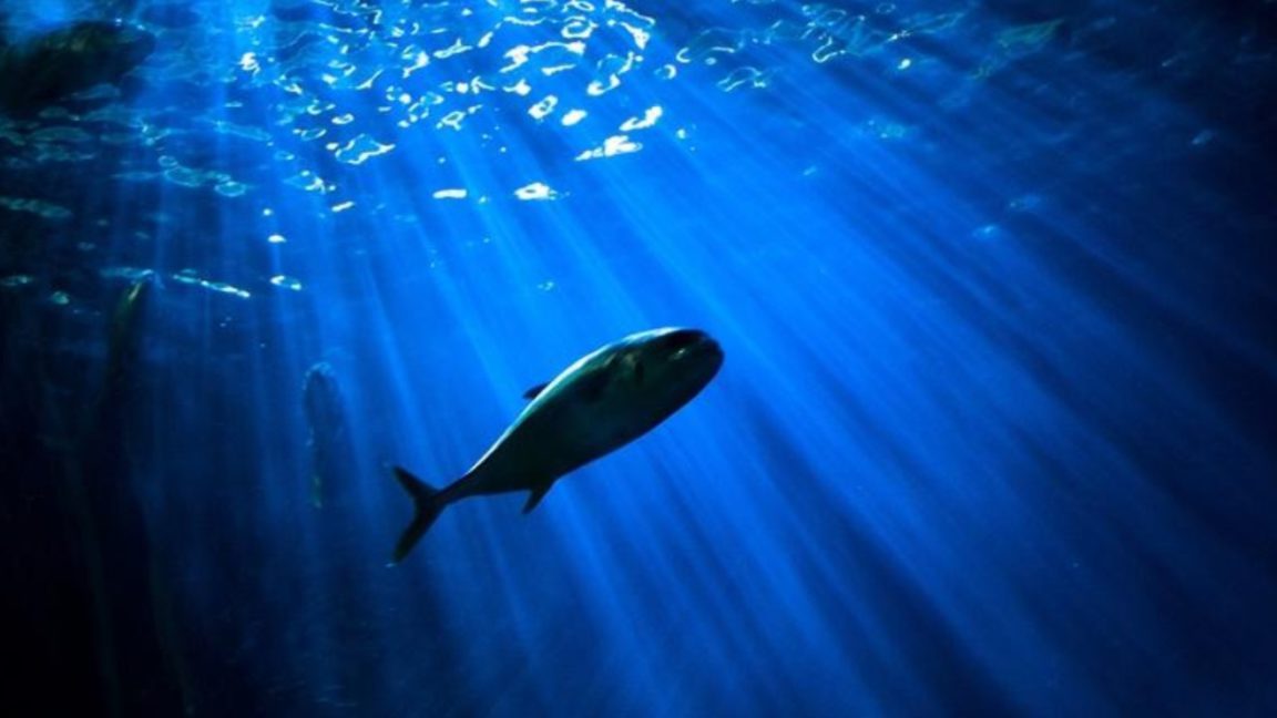 Cumi-Cumi Raksasa: Spesies Langka di Laut yang Bukan Sekadar Mitos