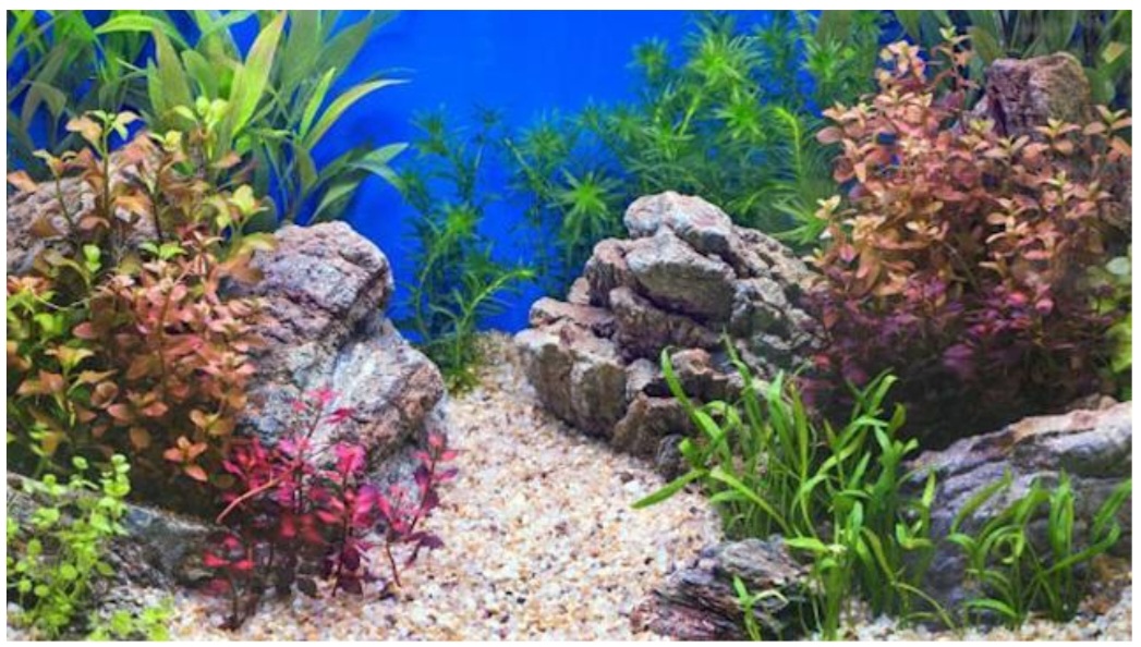 20 Macam Hiasan Akuarium: Ide Unik untuk Mempercantik Akuarium