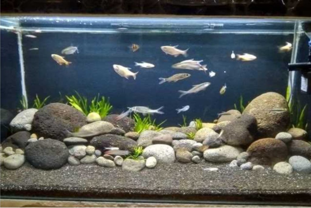 20 Macam Hiasan Akuarium: Ide Unik untuk Mempercantik Akuarium