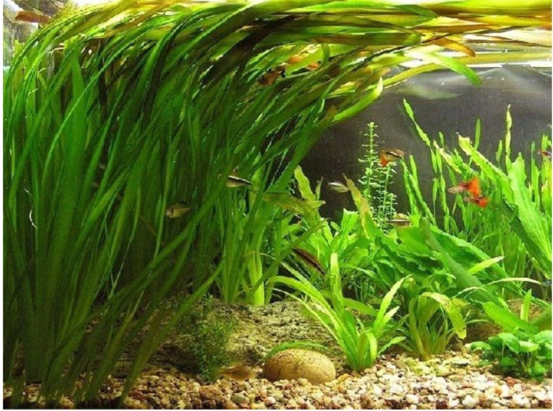 20 Macam Hiasan Akuarium: Ide Unik untuk Mempercantik Akuarium