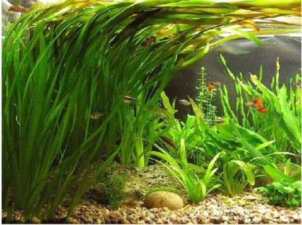 20 Macam Hiasan Akuarium: Ide Unik untuk Mempercantik Akuarium