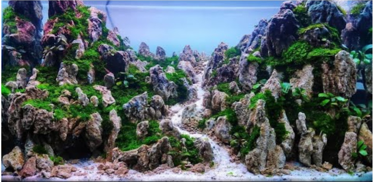 20 Macam Hiasan Akuarium: Ide Unik untuk Mempercantik Akuarium
