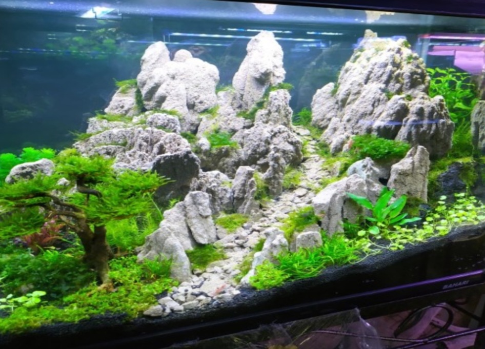 20 Macam Hiasan Akuarium: Ide Unik untuk Mempercantik Akuarium