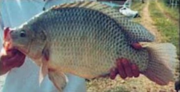 Mengenal Ciri dan Karakteristik Ikan Nila serta Manfaat Mengonsumsi ...