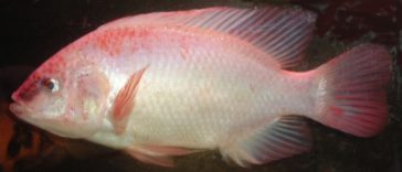 Mengenal Ciri dan Karakteristik Ikan Nila serta Manfaat Mengonsumsi ...