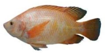 Mengenal Ciri dan Karakteristik Ikan Nila serta Manfaat Mengonsumsi ...